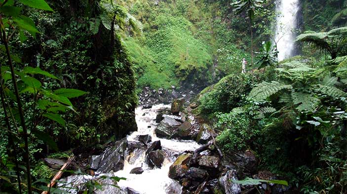 Nyungwe Nziza Project in Rwanda wins Phoenix Award from the Society of ...